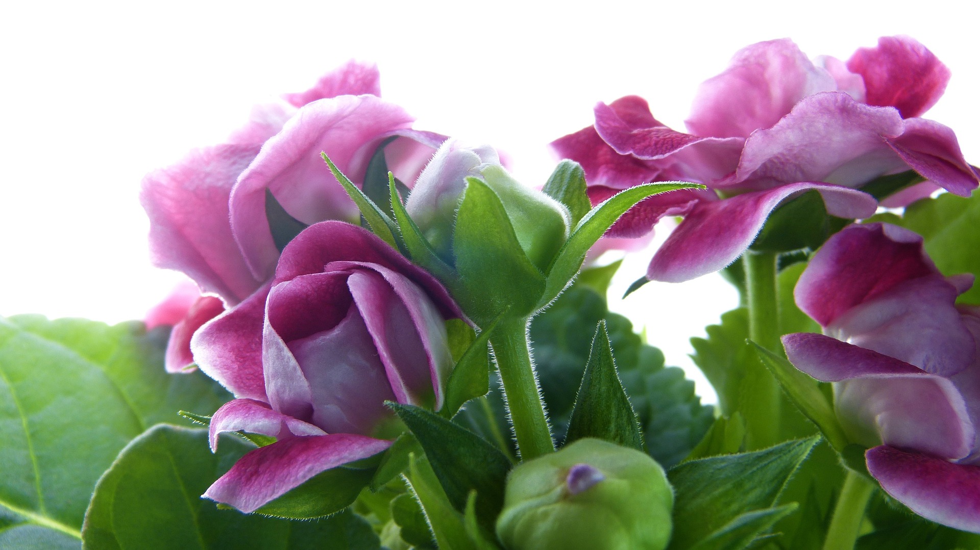 Flaschengärten mit Mini-Sinningias – Diese Rombergs