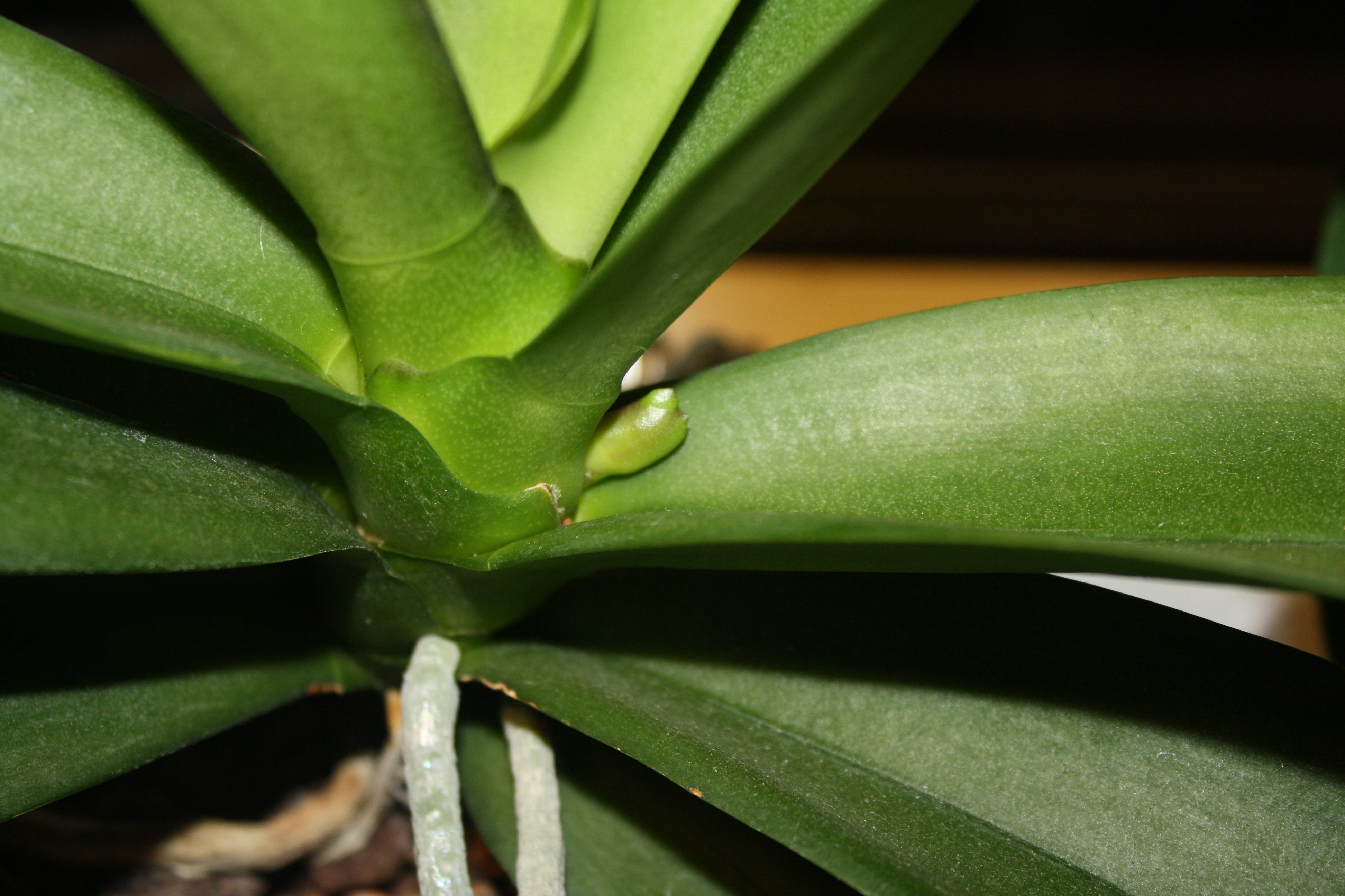 Eine neuer Blütentrieb! Endlich kommen also auch die Büro-Orchideen in ...