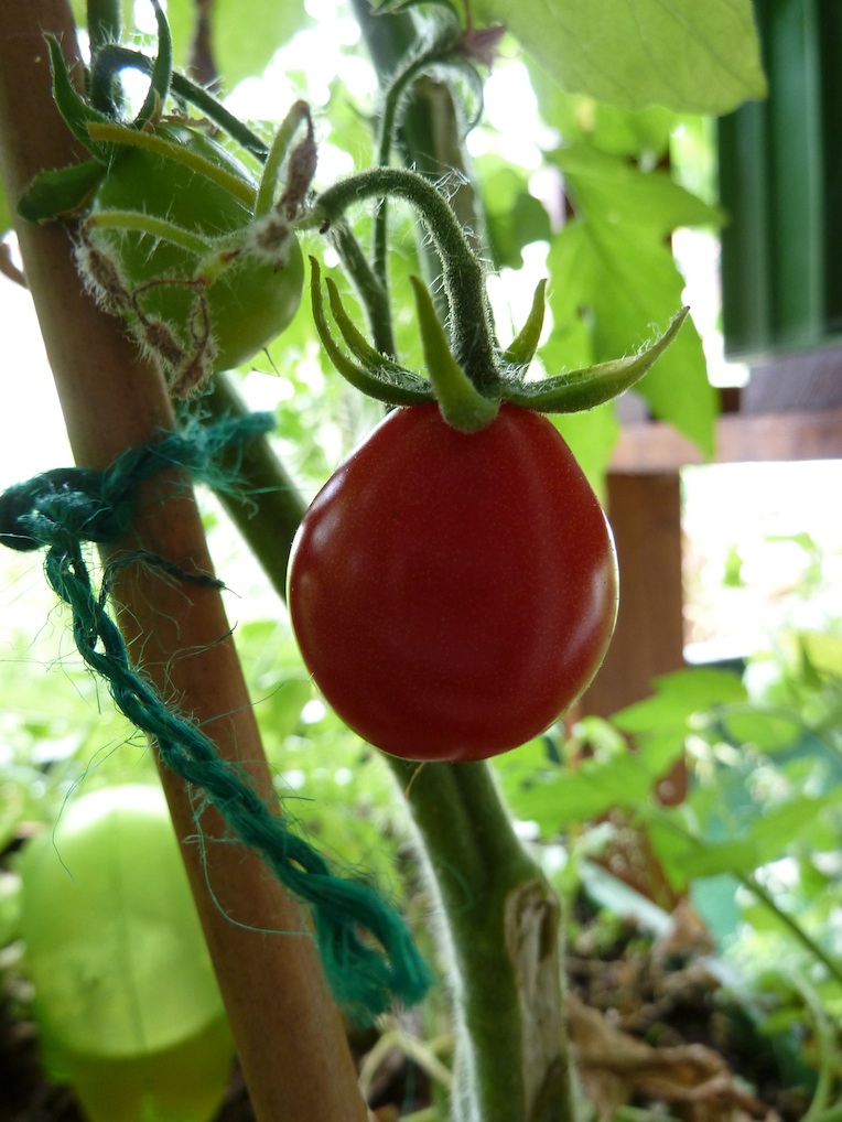 Tomaten: Von wegen nur rund und rot
